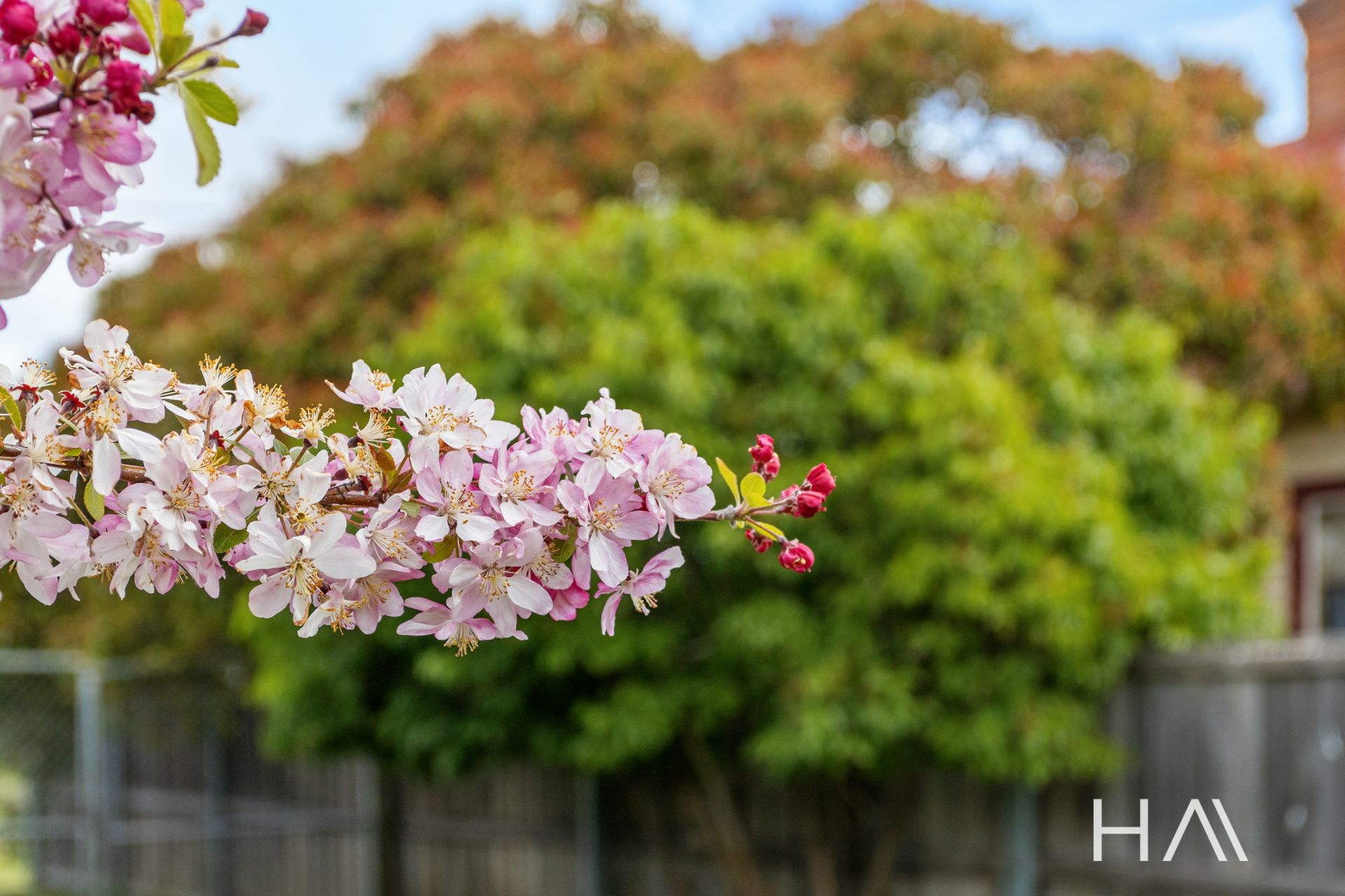 3 Alexander Street, Bothwell | Harrison Agents