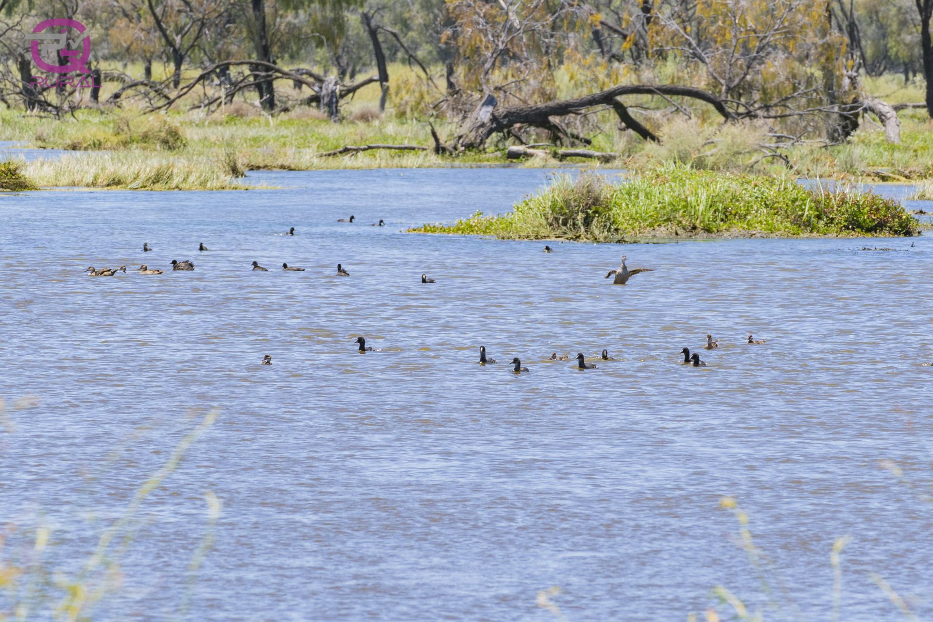 799 Sandy Camp Road, QUAMBONE | QPL Rural