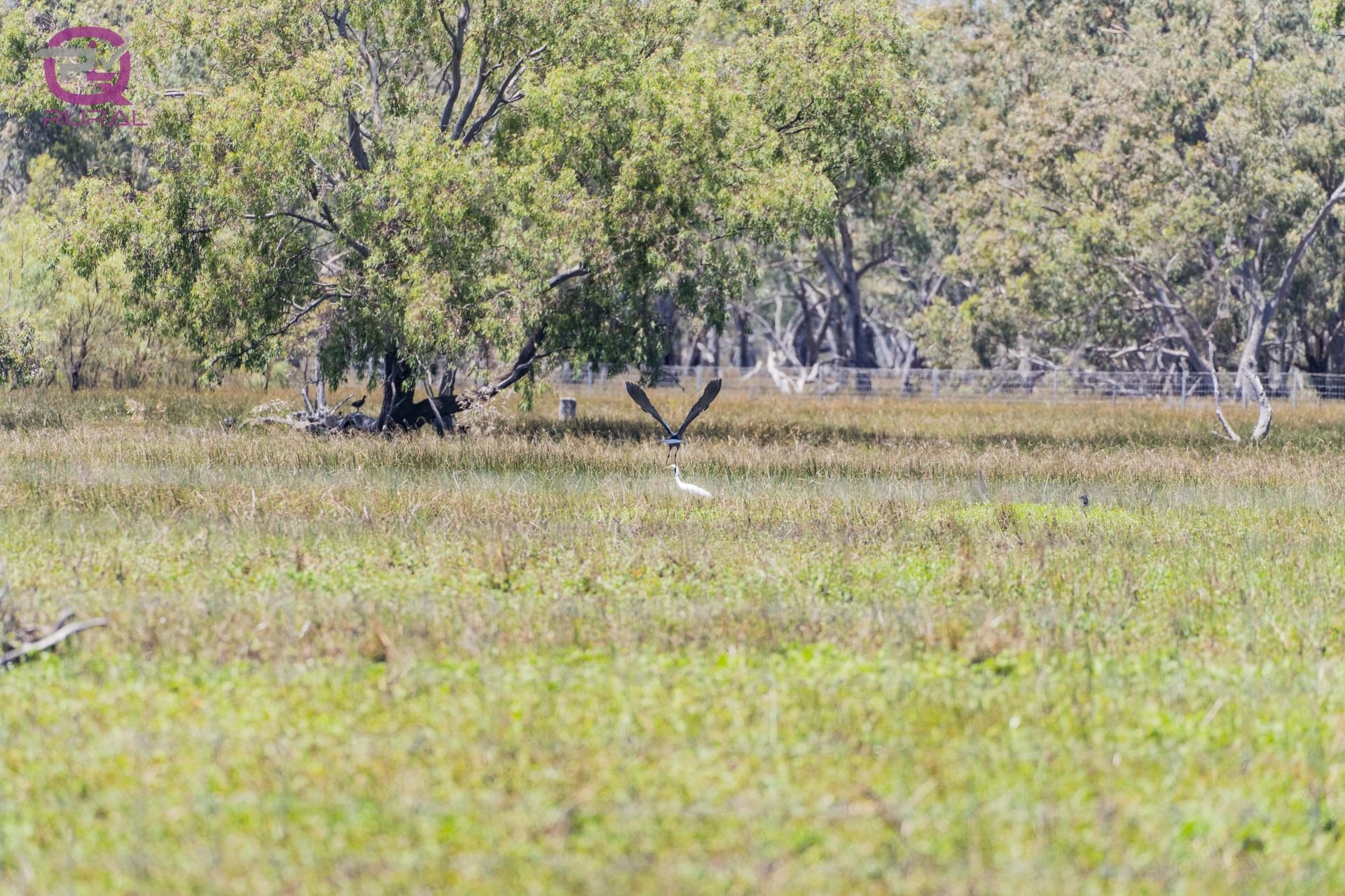 799 Sandy Camp Road, QUAMBONE | QPL Rural