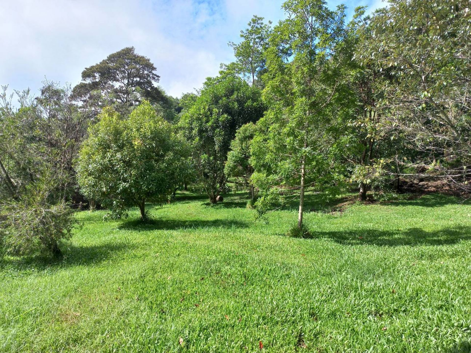 694 Maleny-Montville Road, Balmoral Ridge | Brant Property